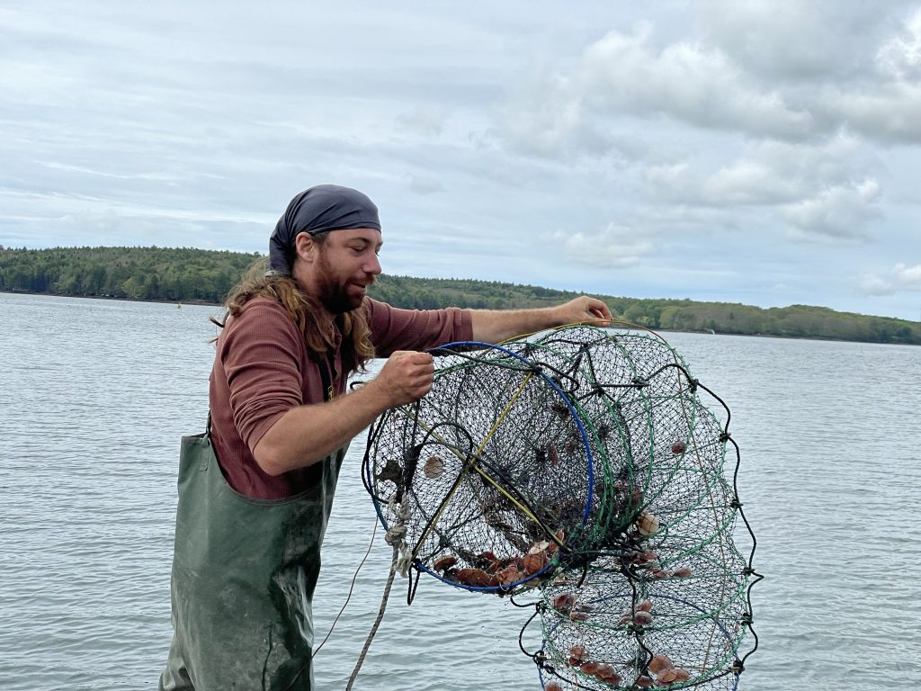 Research Spotlight: Maine’s Emerging Scallop Aquaculture Sector Reinforced by Brady Lab Ph.D ...