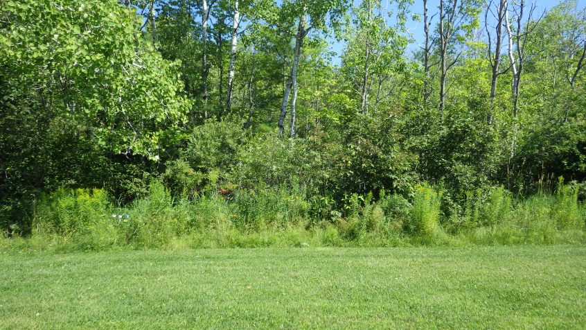 Land cover types - BeeMapper - University of Maine