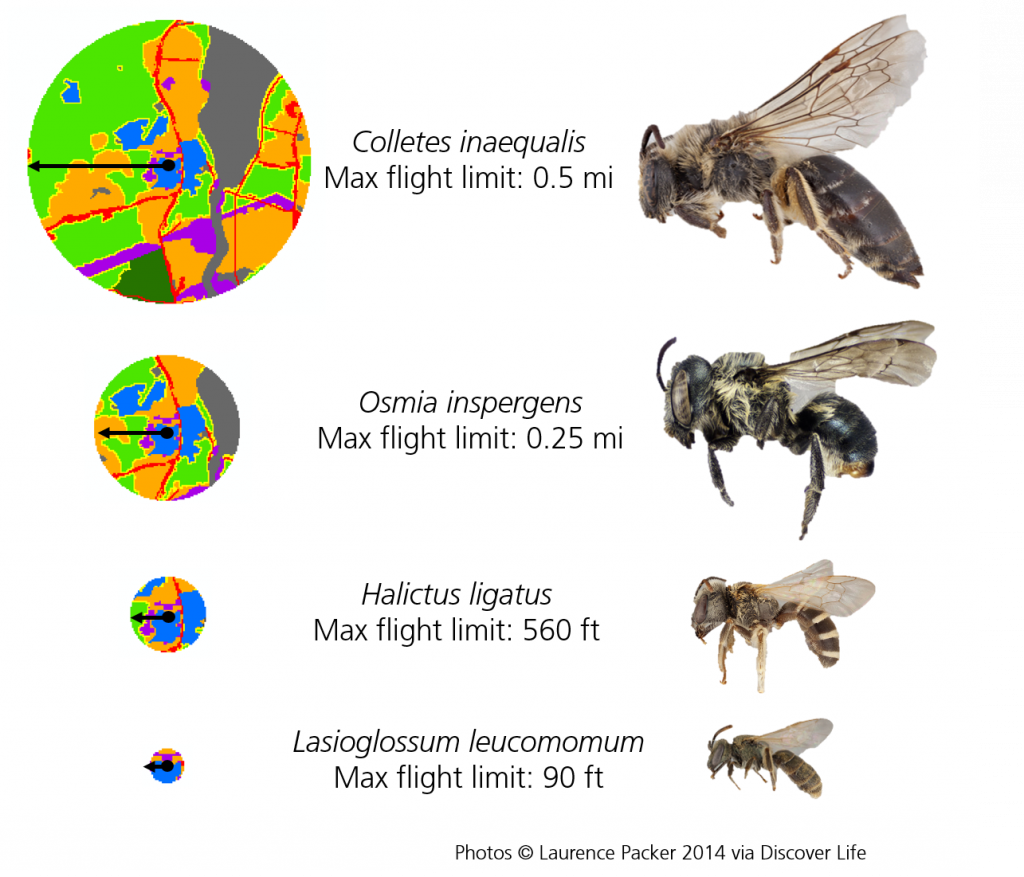 Landscape Ecology of Wild Bees - BeeMapper - University of Maine