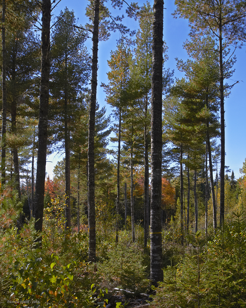 About - Cooperative Forestry Research Unit - University of Maine