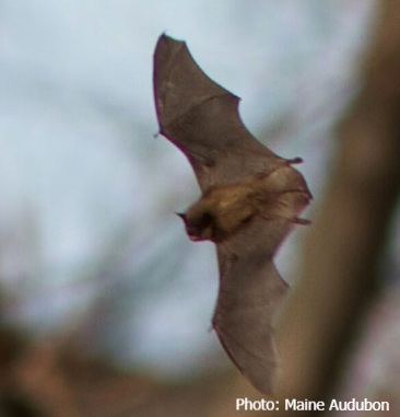 CFRU Webinar: Considering Bats in Forest Management - Cooperative ...