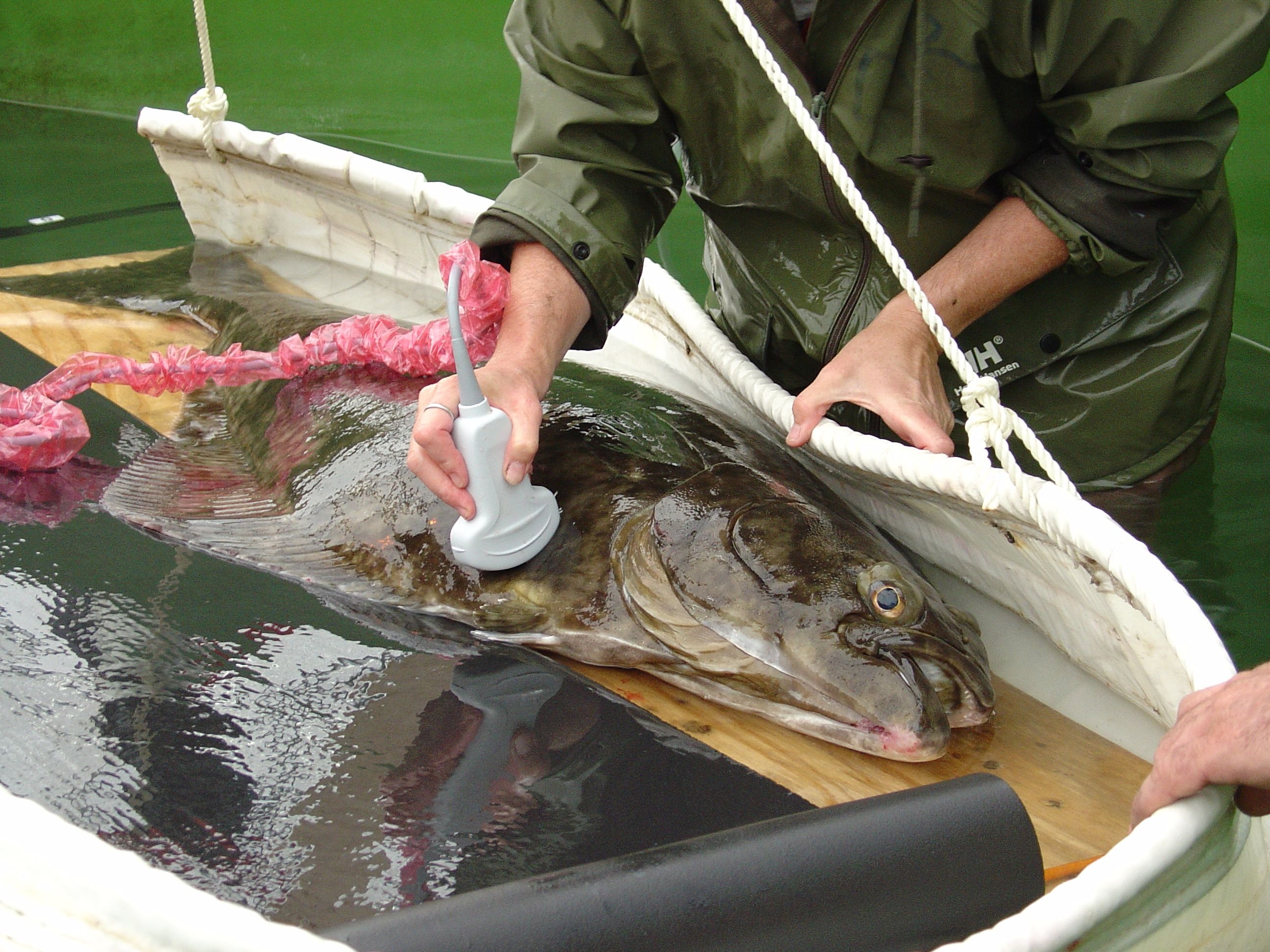 Halibut Slideshow - Center for Cooperative Aquaculture Research ...