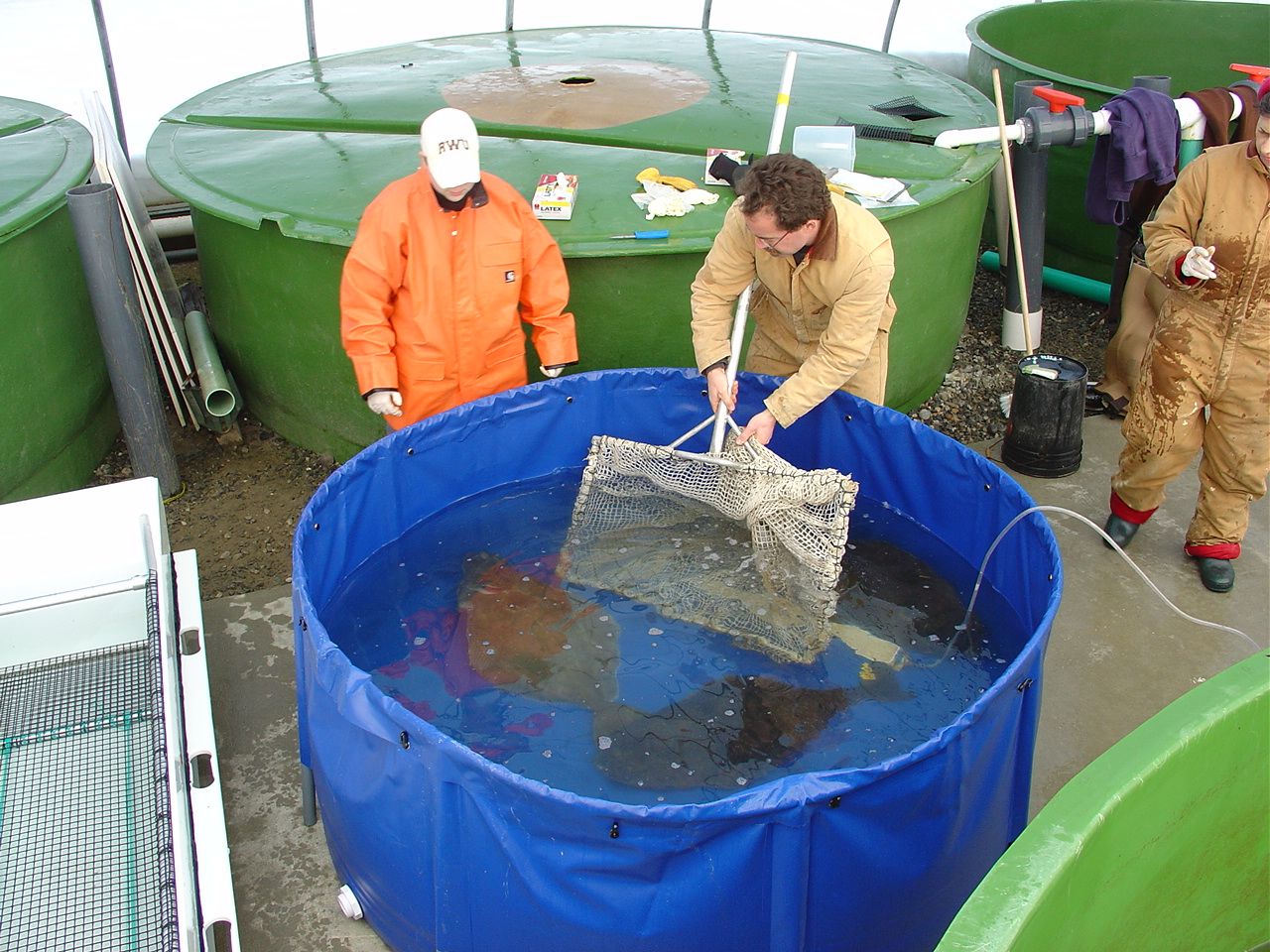 Halibut Slideshow - Center for Cooperative Aquaculture Research ...