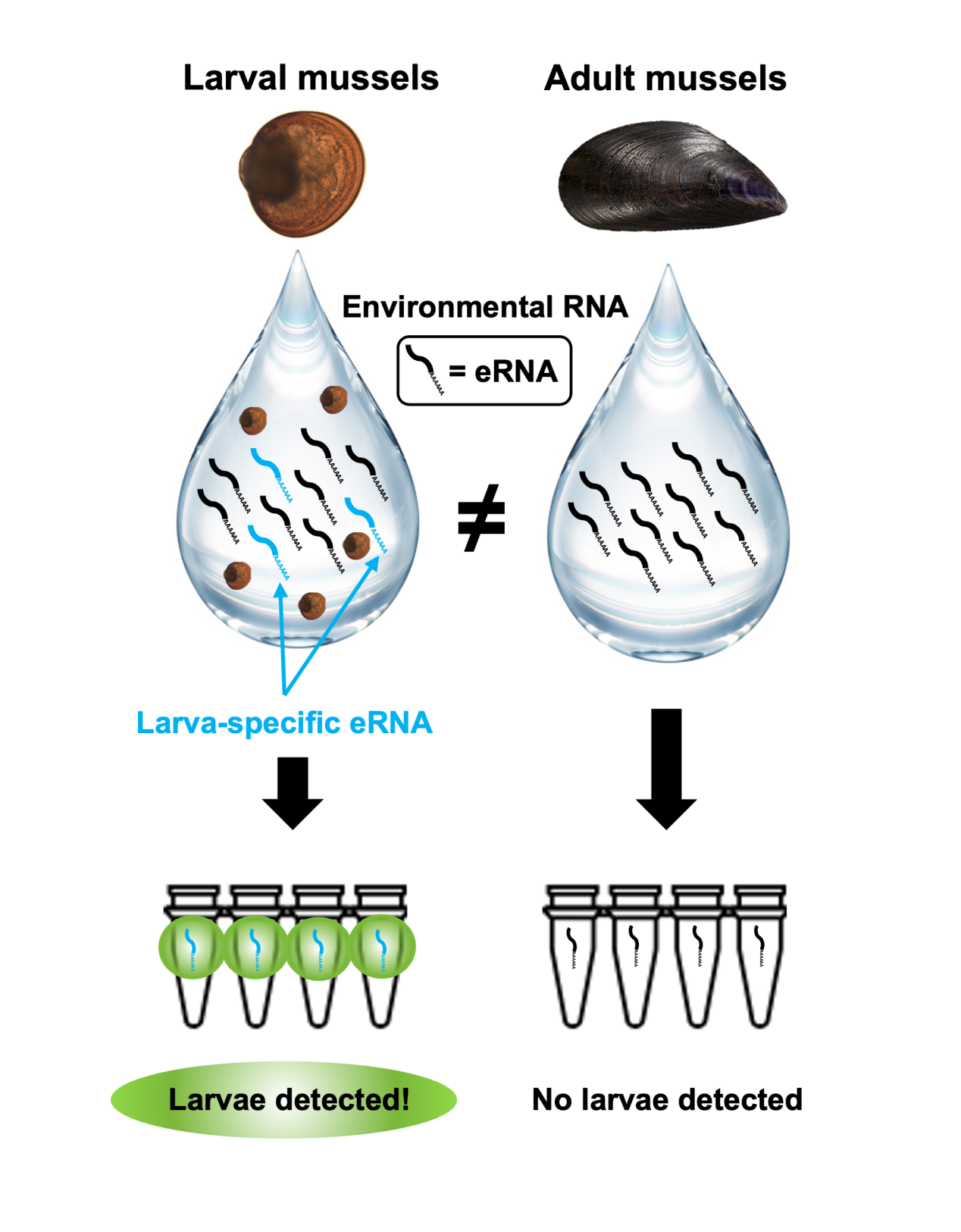 Harnessing Environmental RNA to Understand Blue Mussel Life Stages ...
