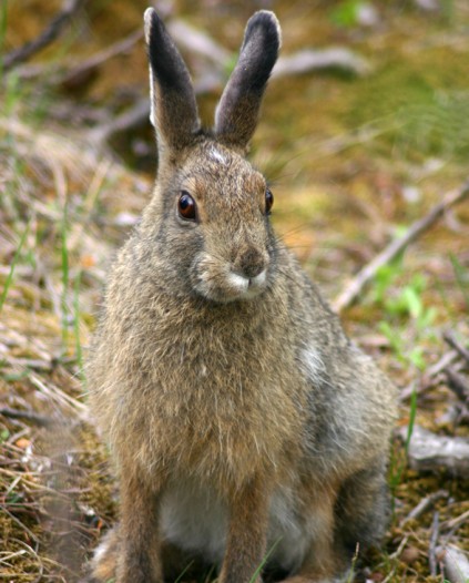 Responses of Canada lynx, snowshoe hares, spruce grouse, and forest ...