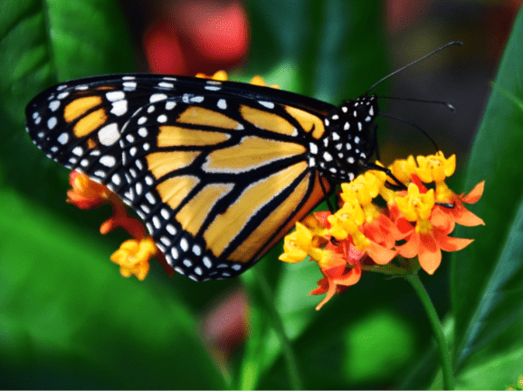 Monarch Model Validator Background - USGS Maine Cooperative Fish and ...