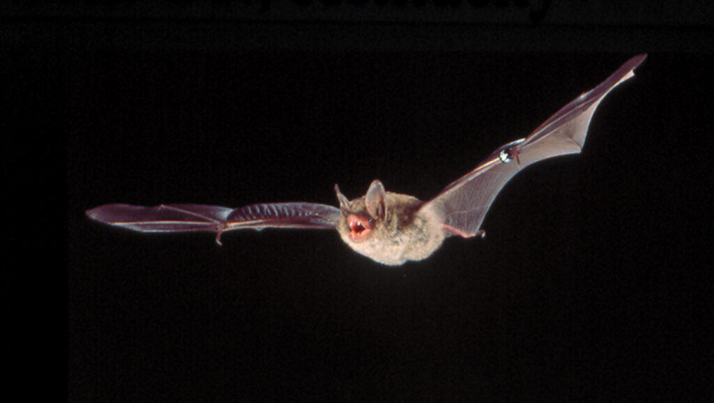 UMaine research finds new way to keep track of how land-based wind ...