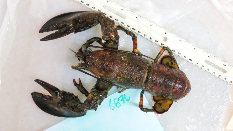 UMaine shows water temperature impacts bacteria present on lobsters shells - UMaine News ...