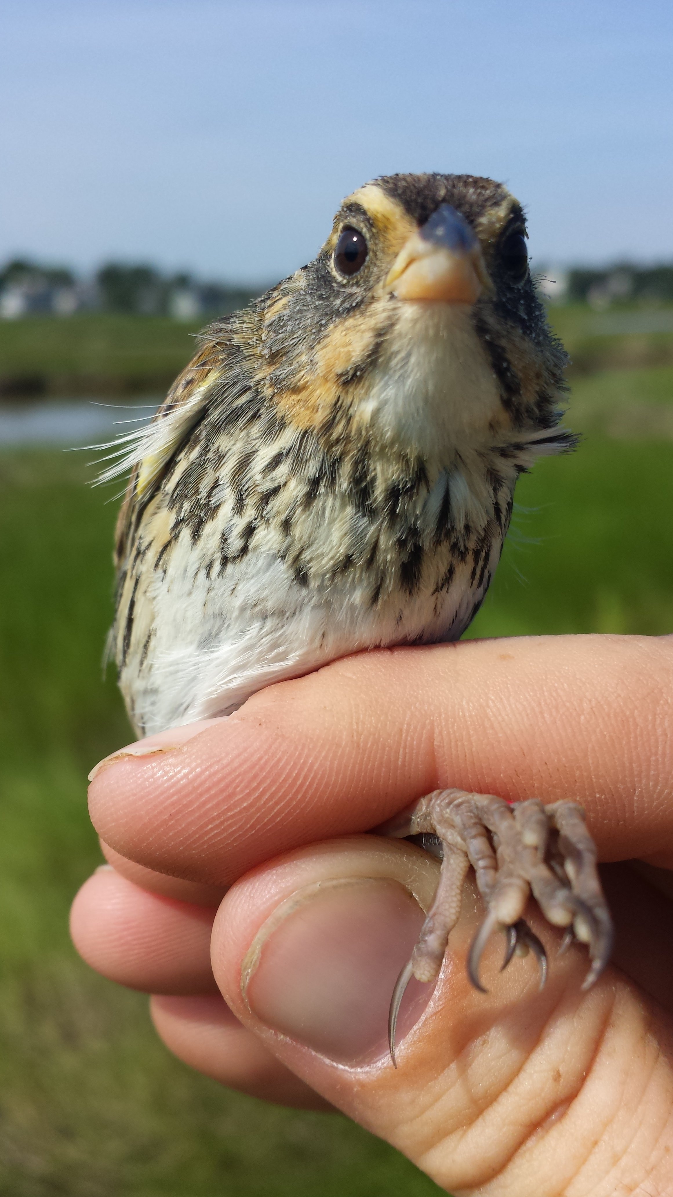 Josh Parrott - Olsen Lab @ UMaine - University of Maine