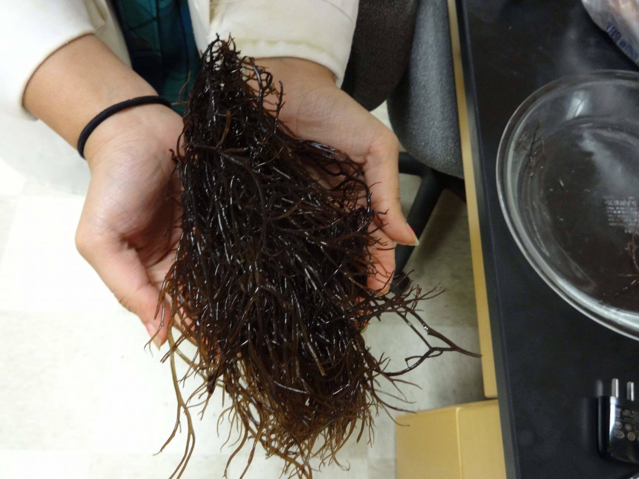 Home - The Seafood Lab - University of Maine