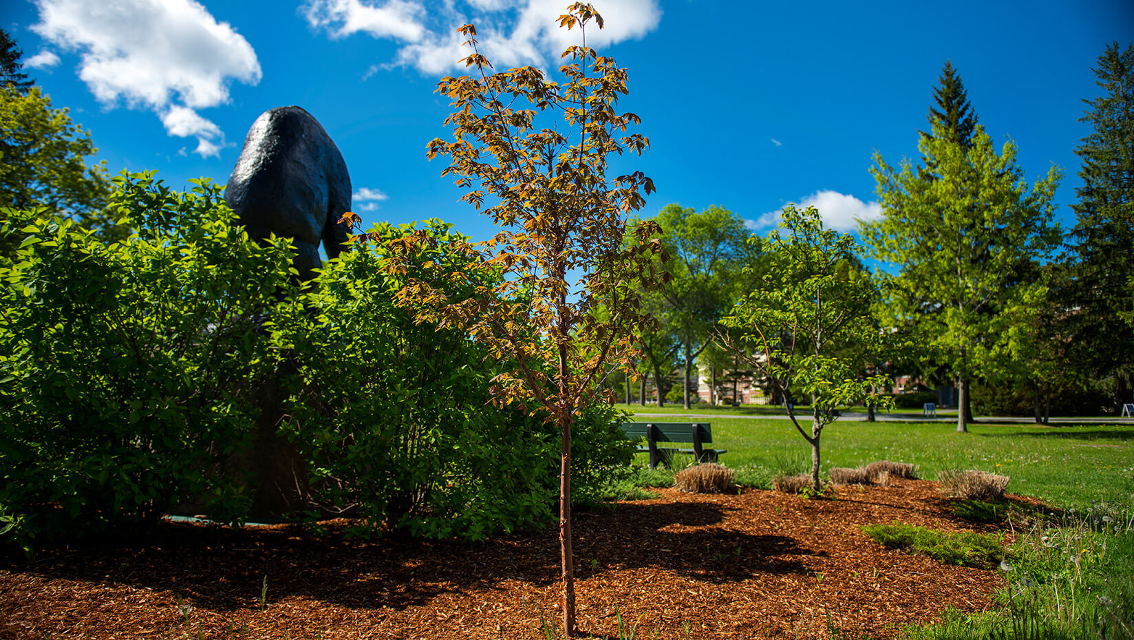 Paperbark Maple - Self-Guided Walking Tours - University of Maine