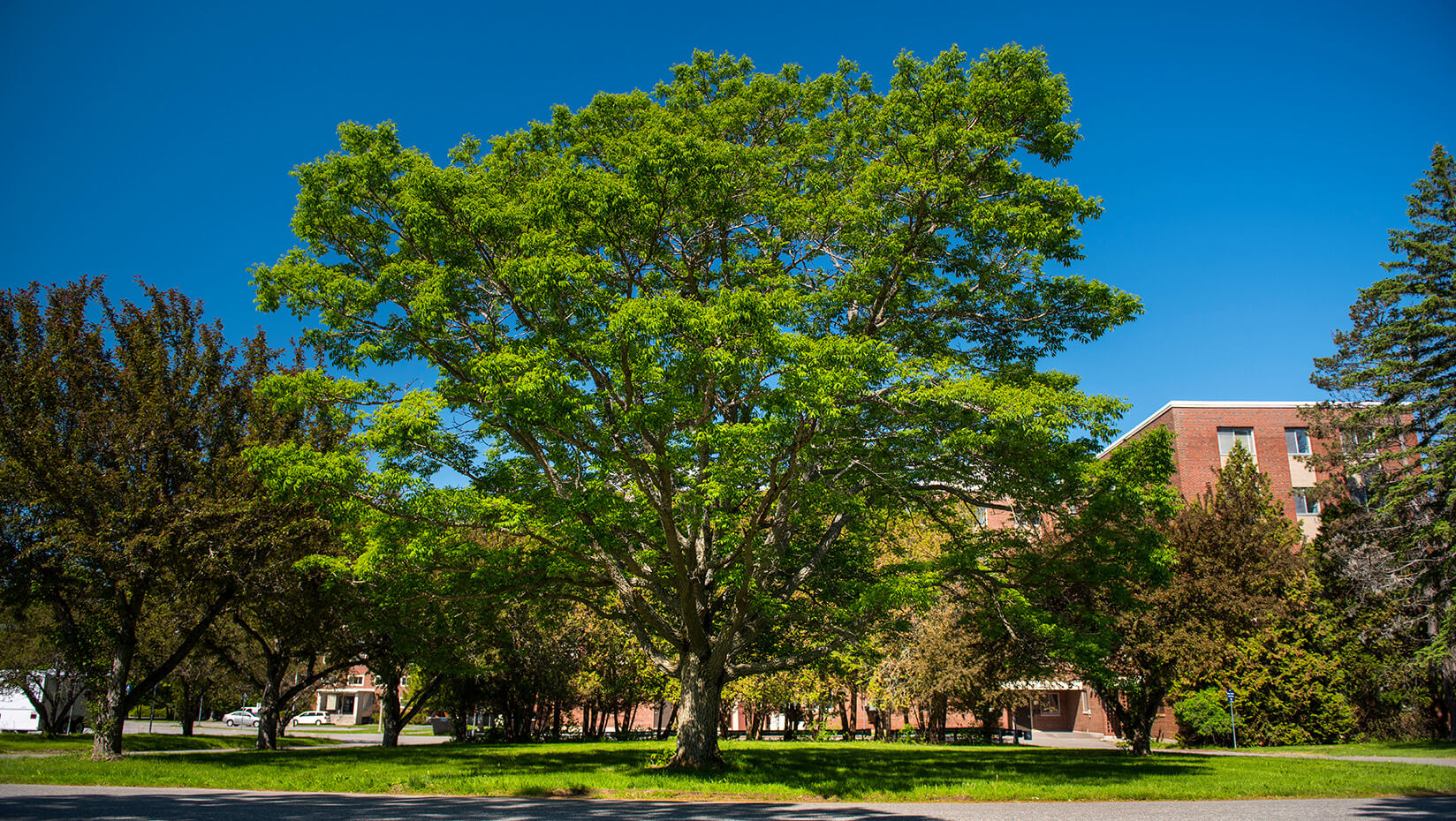 Amur Cork Tree - Self-Guided Walking Tours - University of Maine