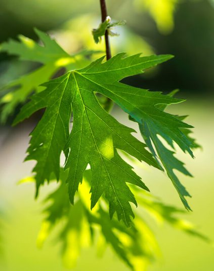 Silver Maple - Self-Guided Walking Tours - University of Maine