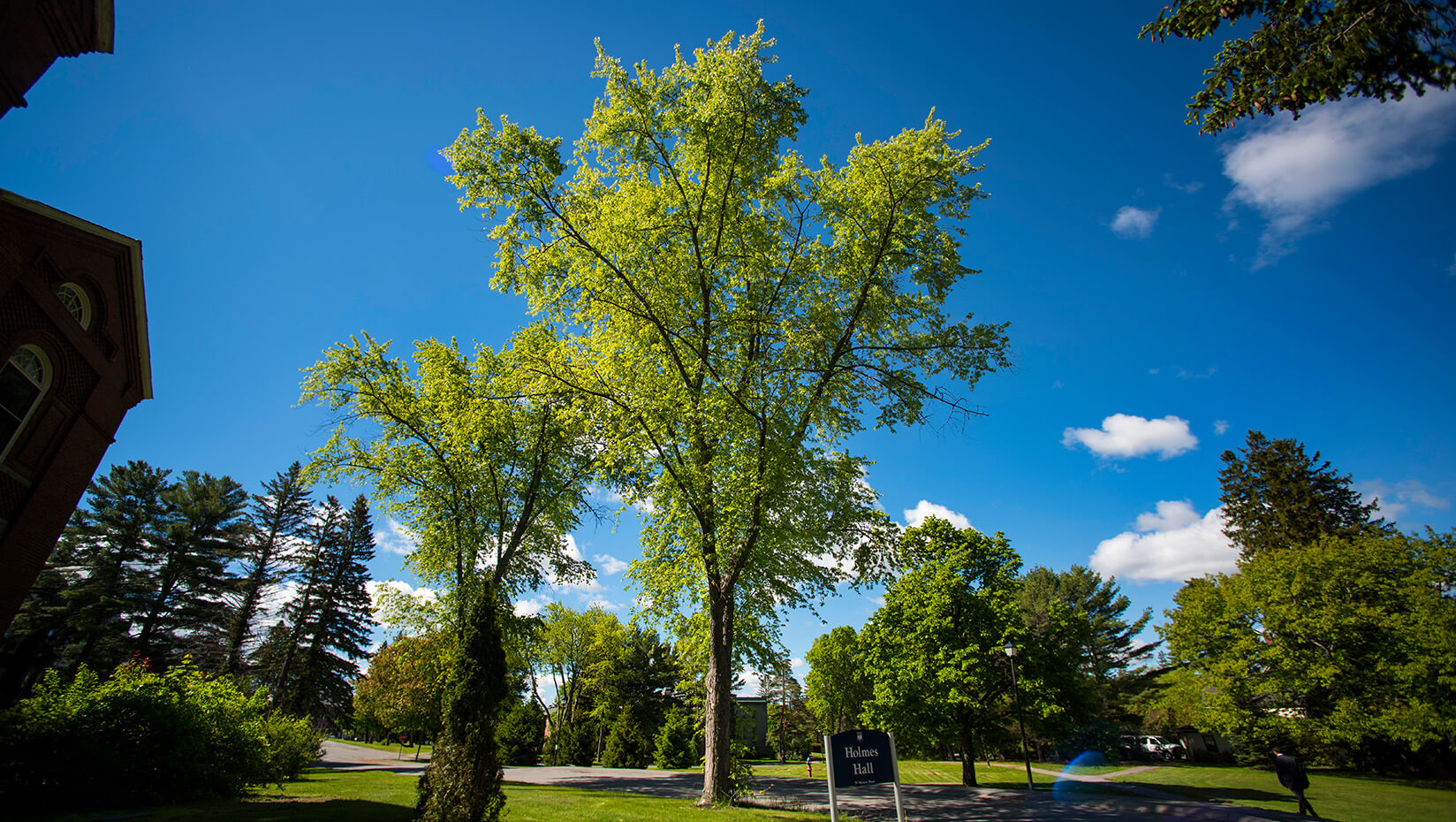 Silver Maple - Self-Guided Walking Tours - University of Maine
