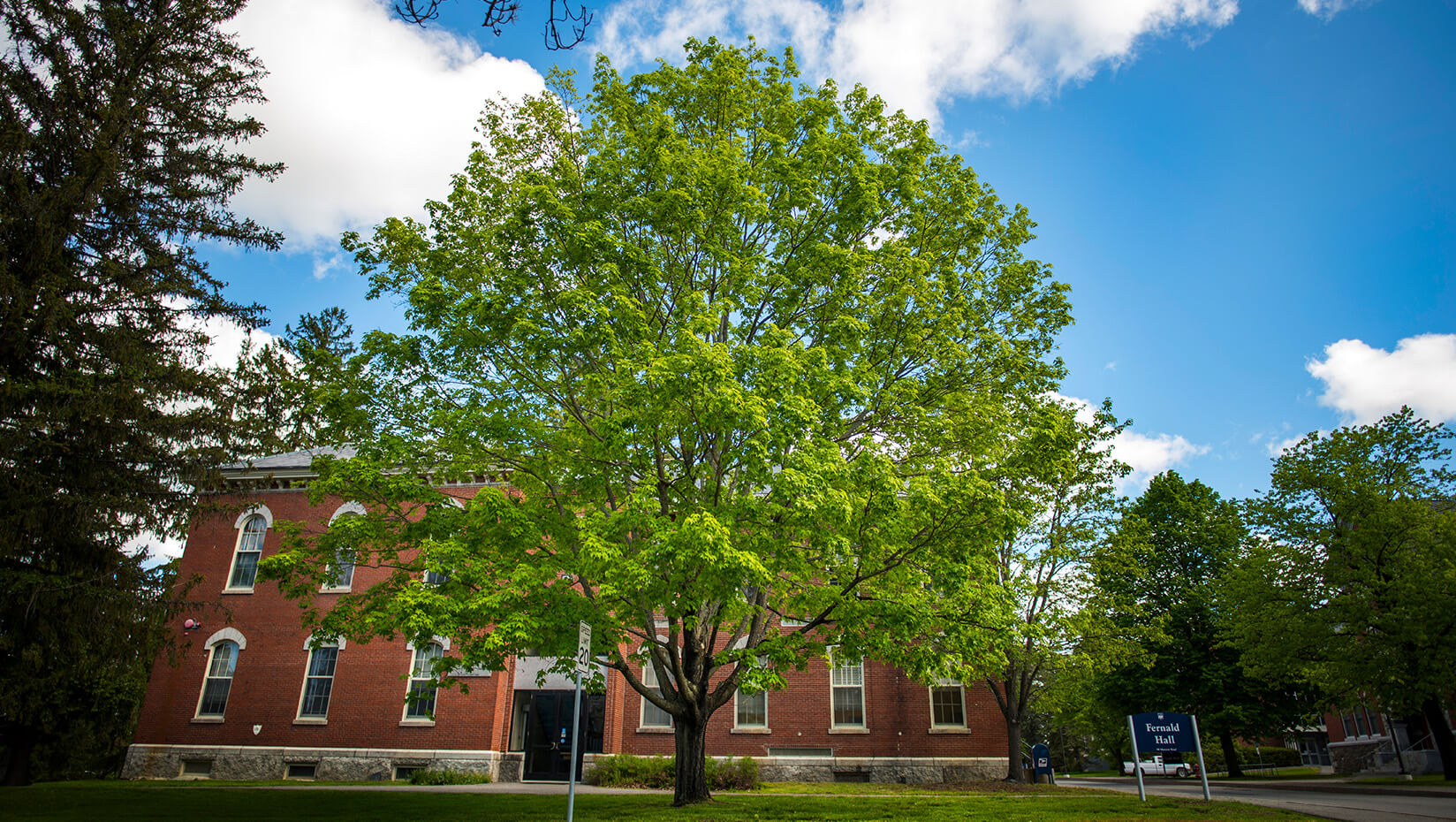 Black Maple - Self-Guided Walking Tours - University of Maine