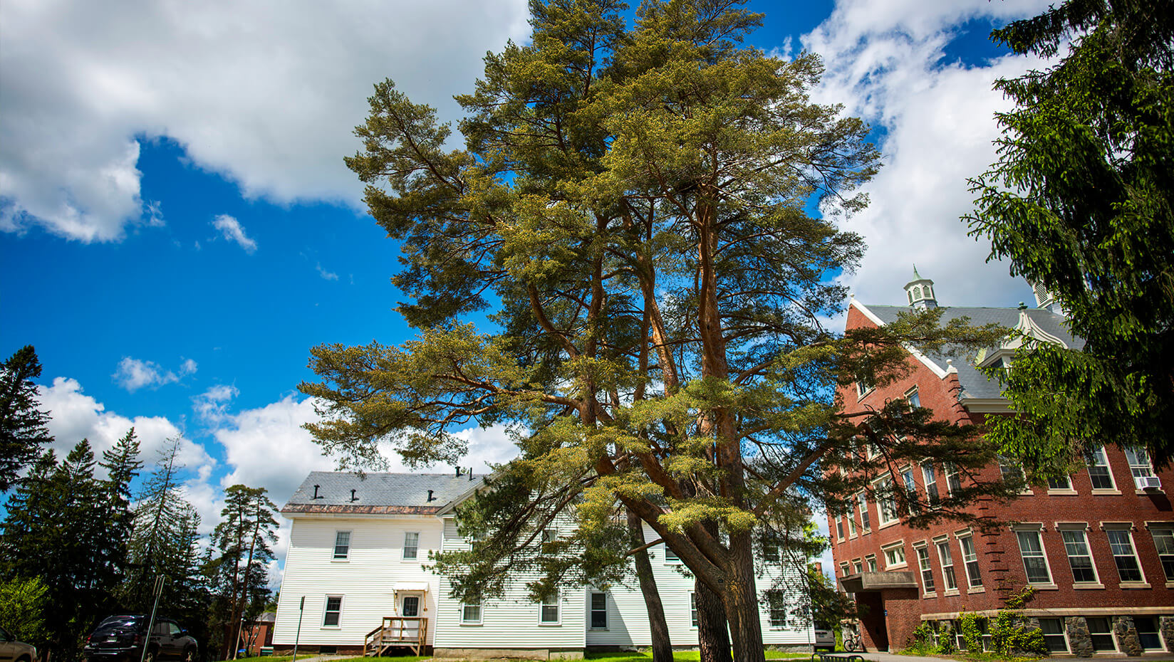 Scots Pine - Self-Guided Walking Tours - University of Maine