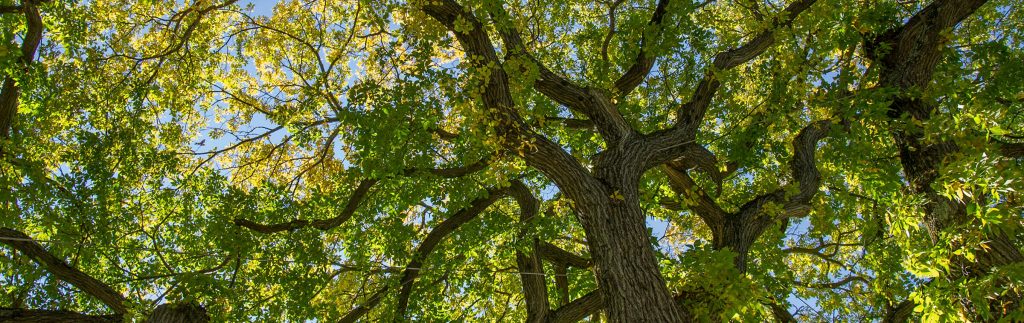 Tree Tour - Self-Guided Walking Tours - University of Maine