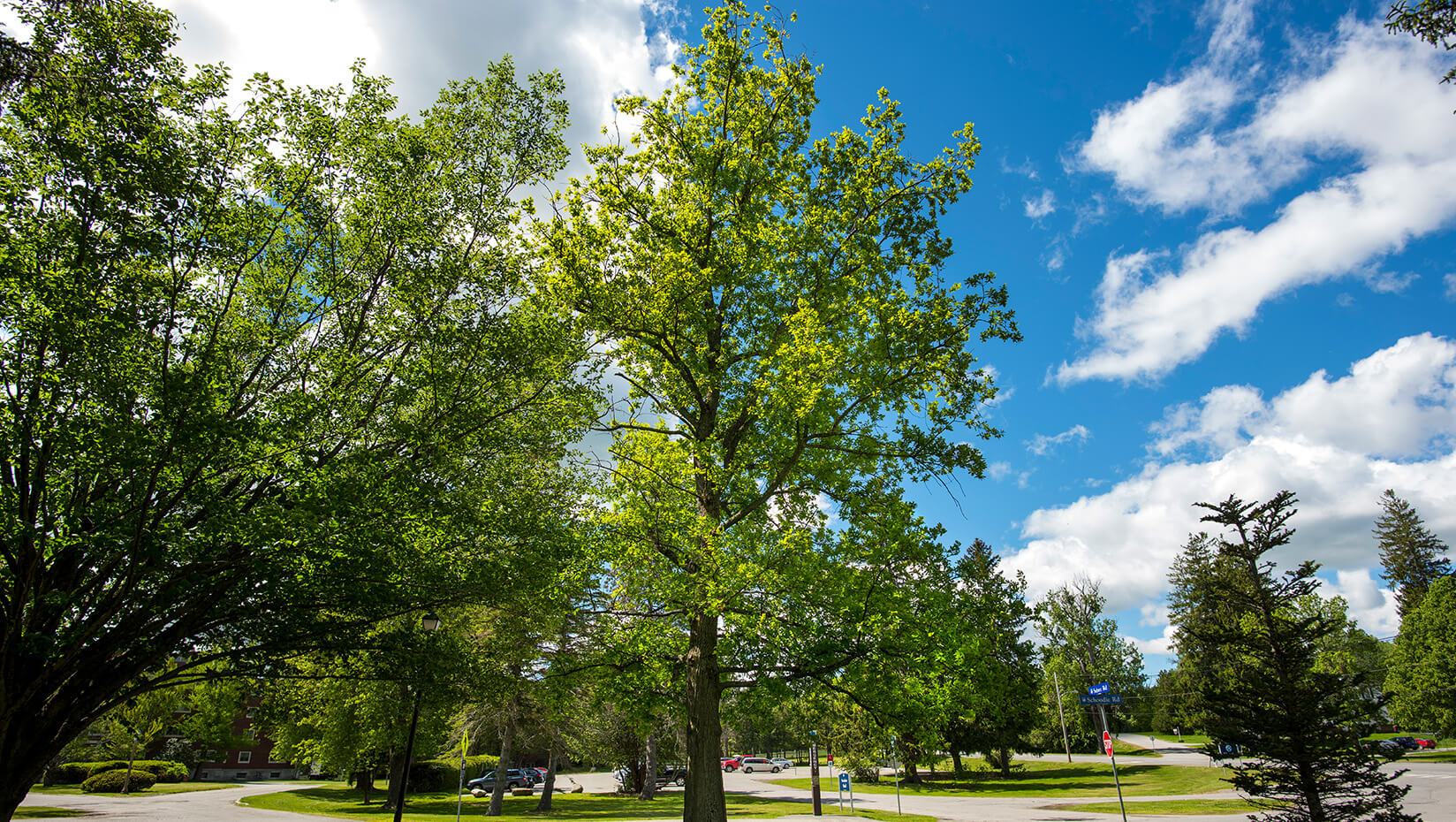 English Oak - Self-Guided Walking Tours - University of Maine