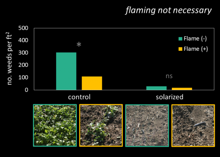 Solarization to Prepare a Stale Seedbed - Weed Ecology and Management ...