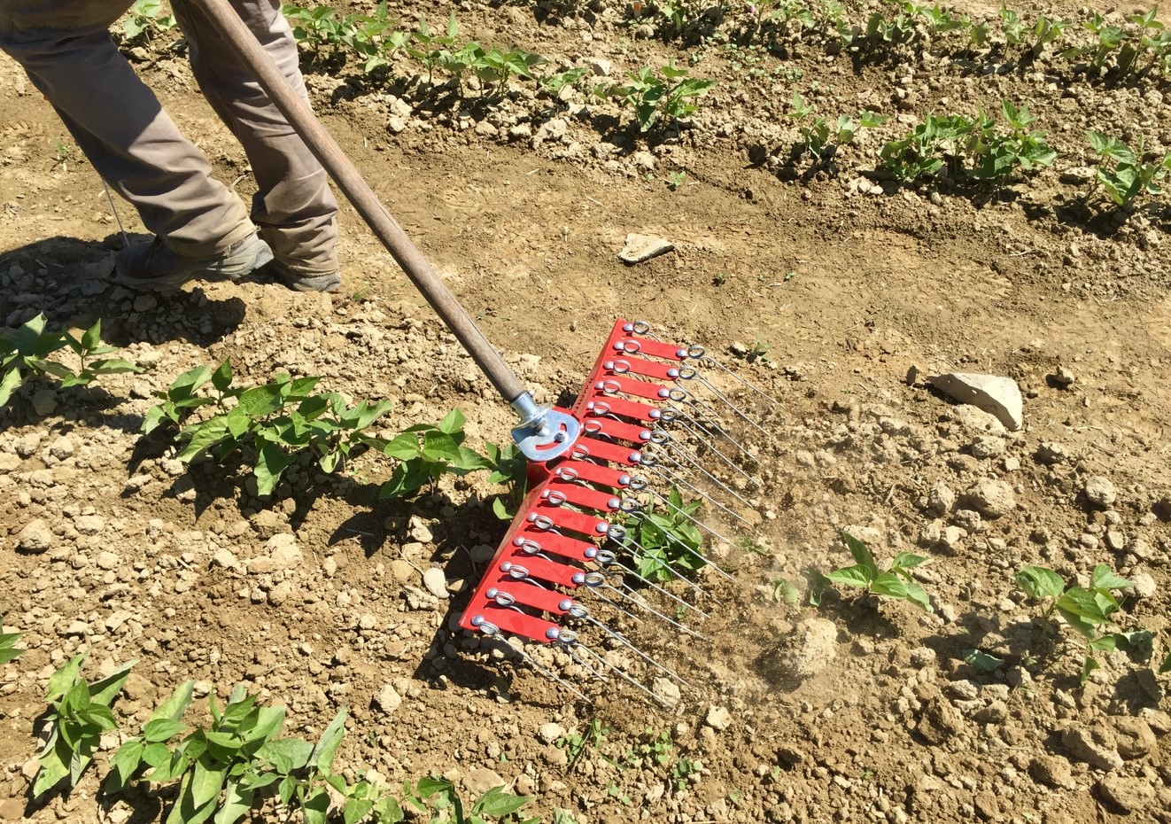 How effective are tine weeders? - Weed Ecology and Management ...