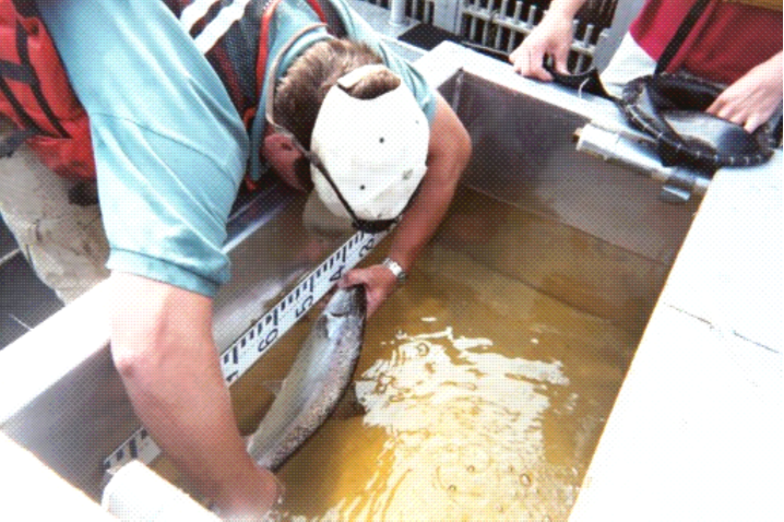 Fisheries Minor - Department of Wildlife, Fisheries, and Conservation ...